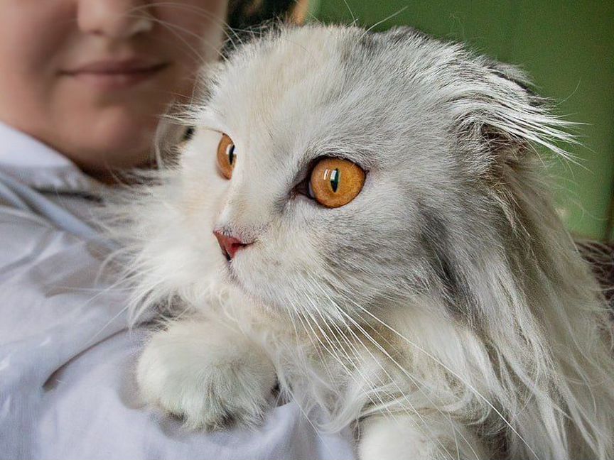 Самая ласковая кошечка на свете