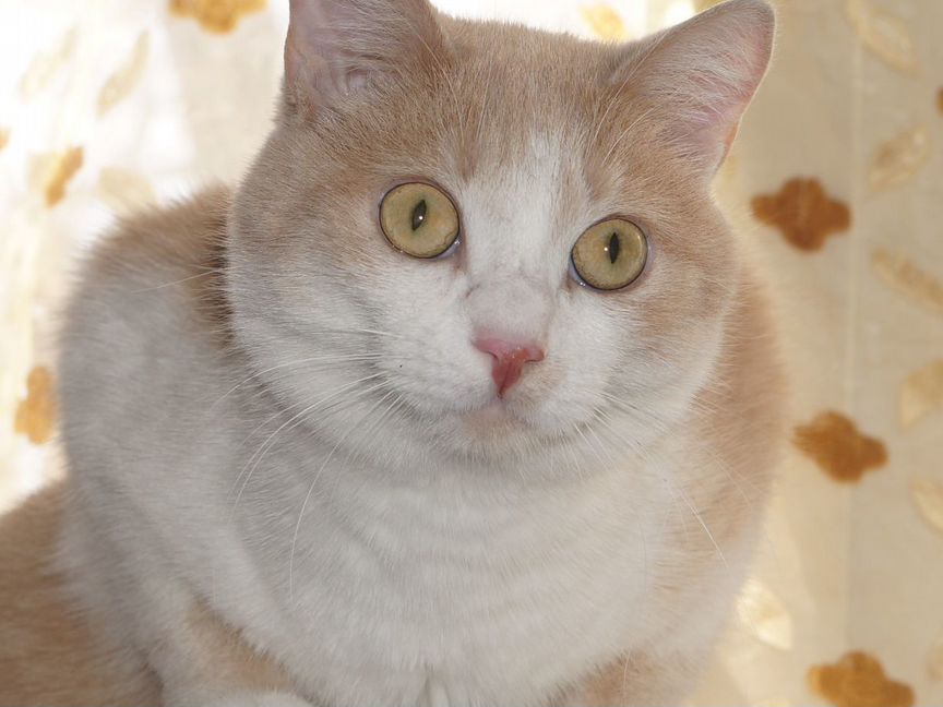 Красавец кот