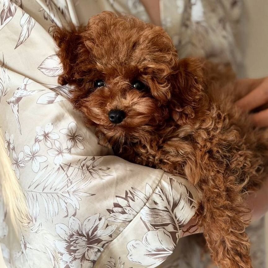 Той-пудель, щенок