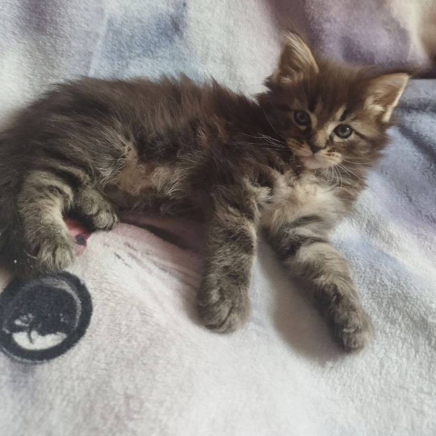 Мейн-кун котёнок