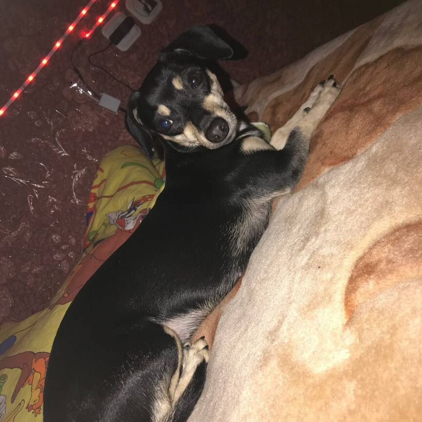 Собака в добрые руки