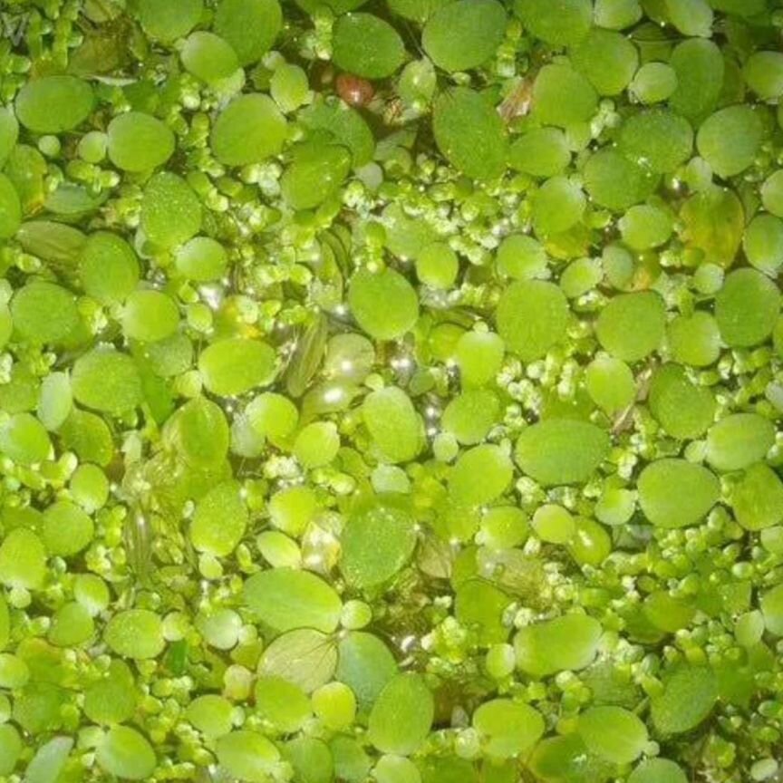 Ряска для аквариума