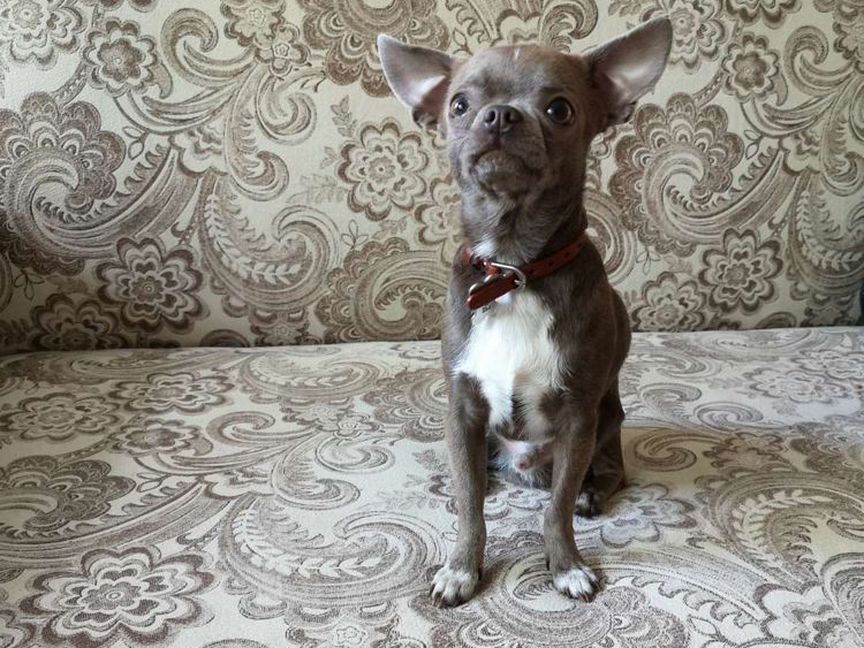 Вязка чихуа