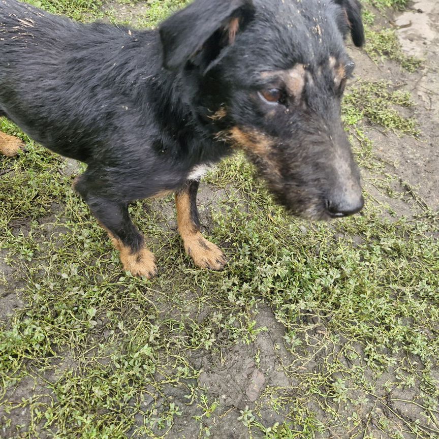 Рабочий ягдтерьер