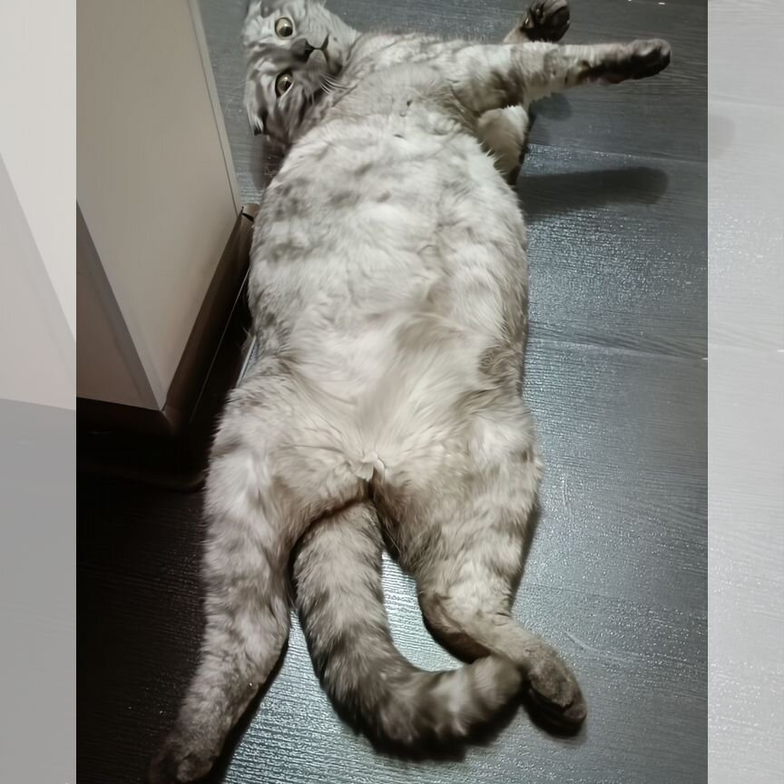 Шотландский вислоухий короткошёрстный котёнок