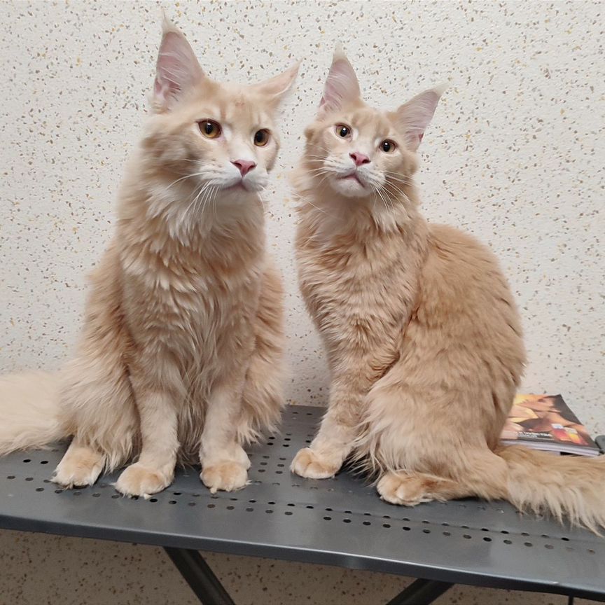 Мальчишки мейн-кун