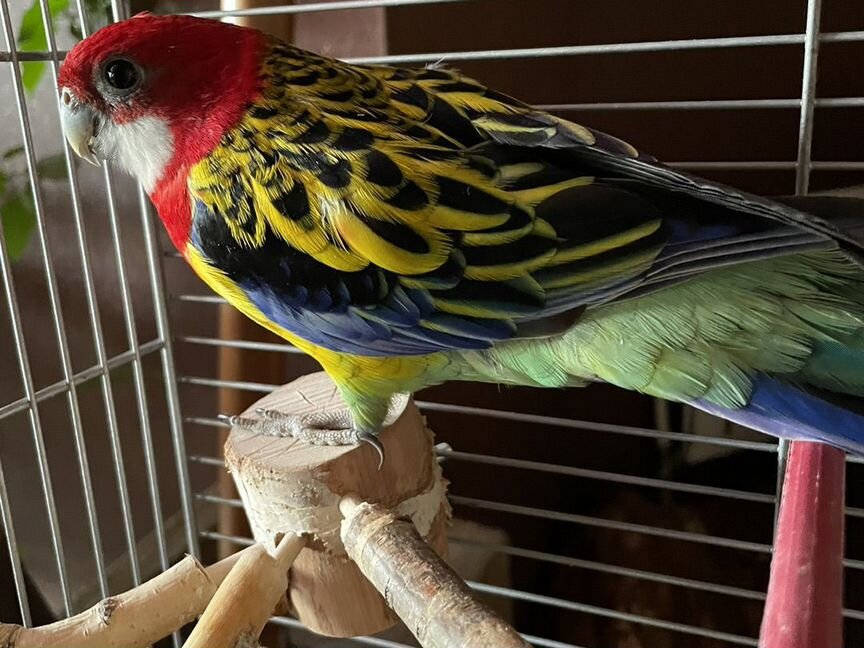 Попугай розелла 1 год + клетка