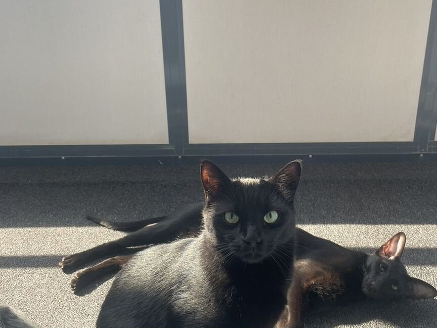 2 кота: беспородистый и ориентал