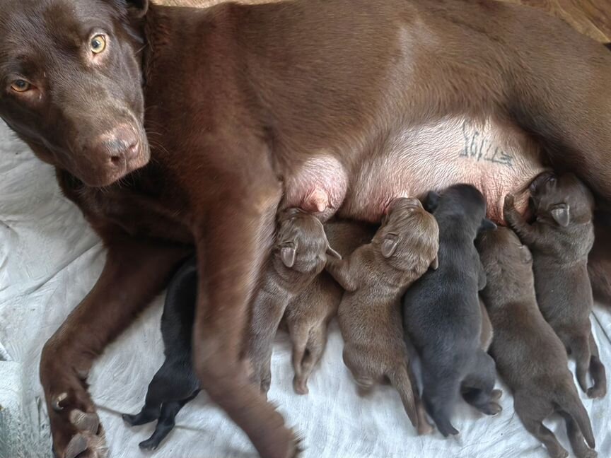 Щенки лабрадора шоколадные и черные