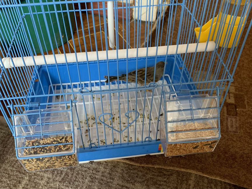 Кенар самка