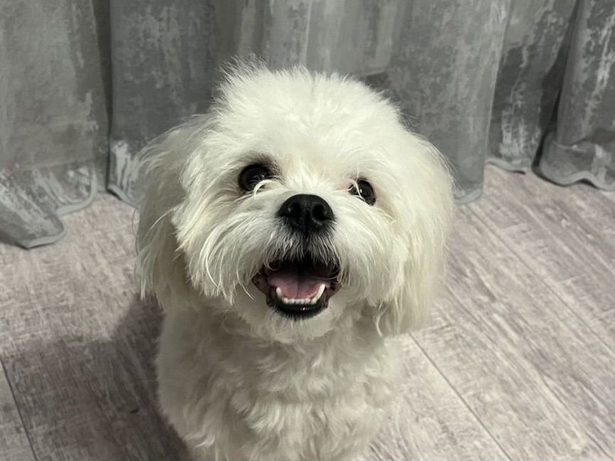 Мальтезе вязка