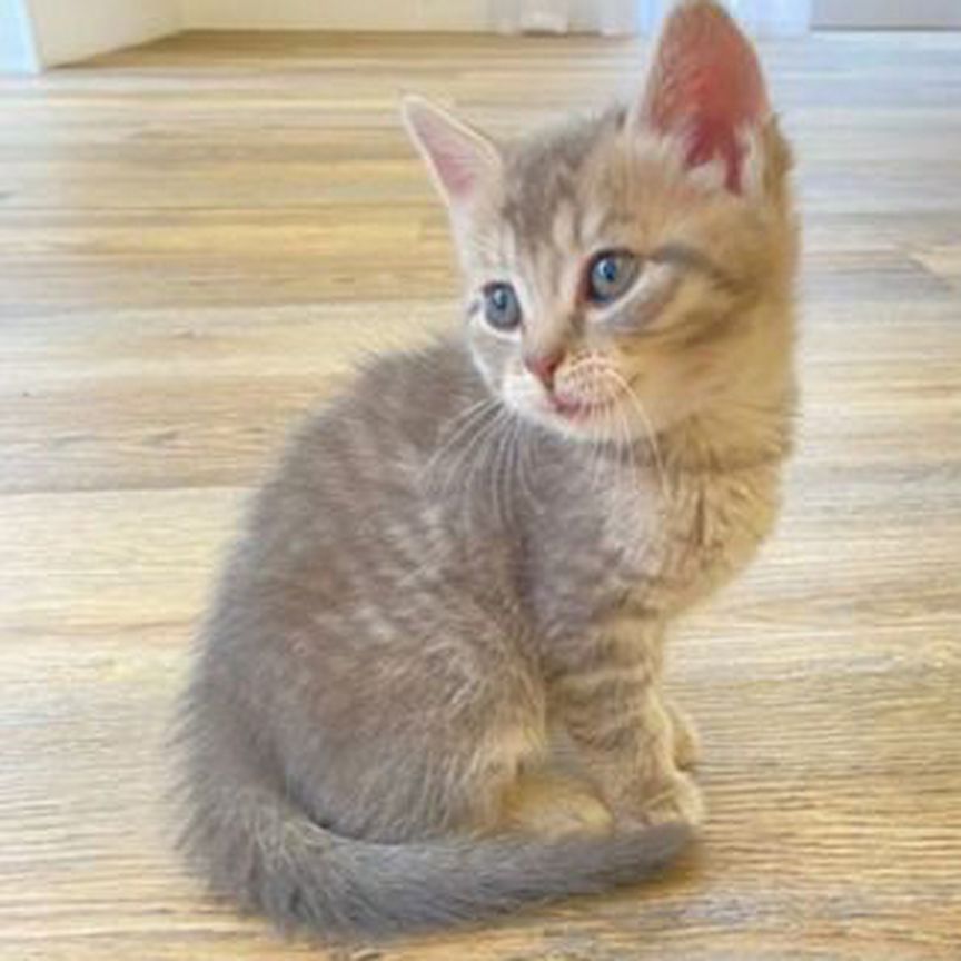 Котенок шотландский