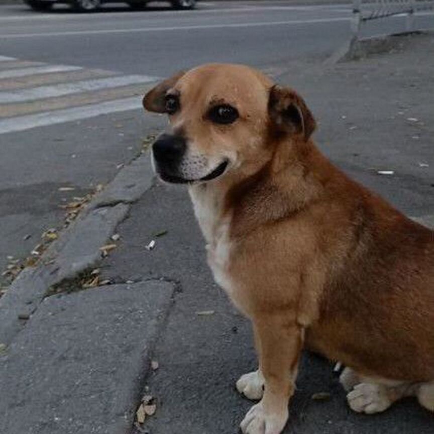 Отдам собаку в добрые руки