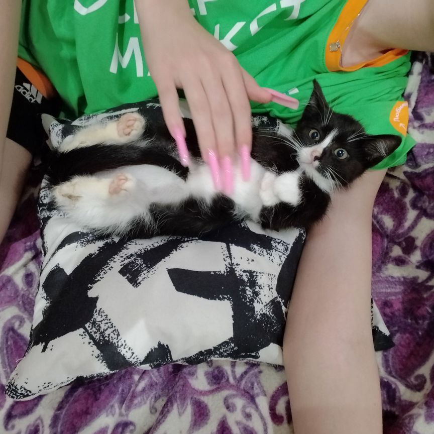 Озорной котёнок (2,5 мес.)