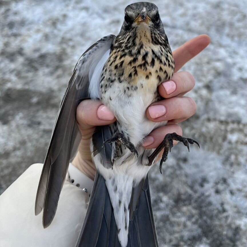 Дрозд рябинник