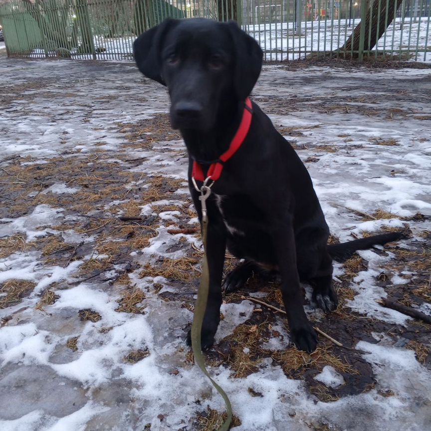 В добрые и заботливые руки