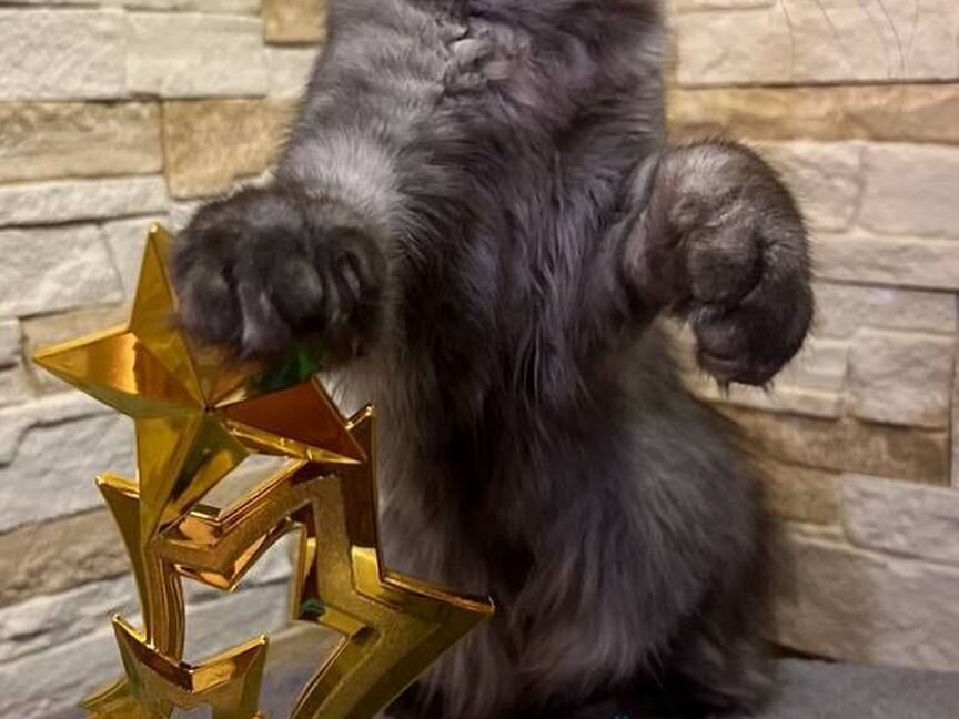 Котёнок мейн-кун