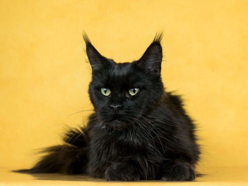 Шер очаровательная кошка в добрые руки