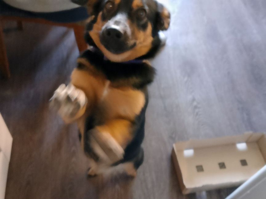 Собака в добрые руки отдам бесплатно