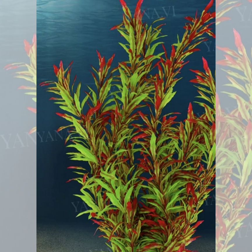 Аквариумное растение