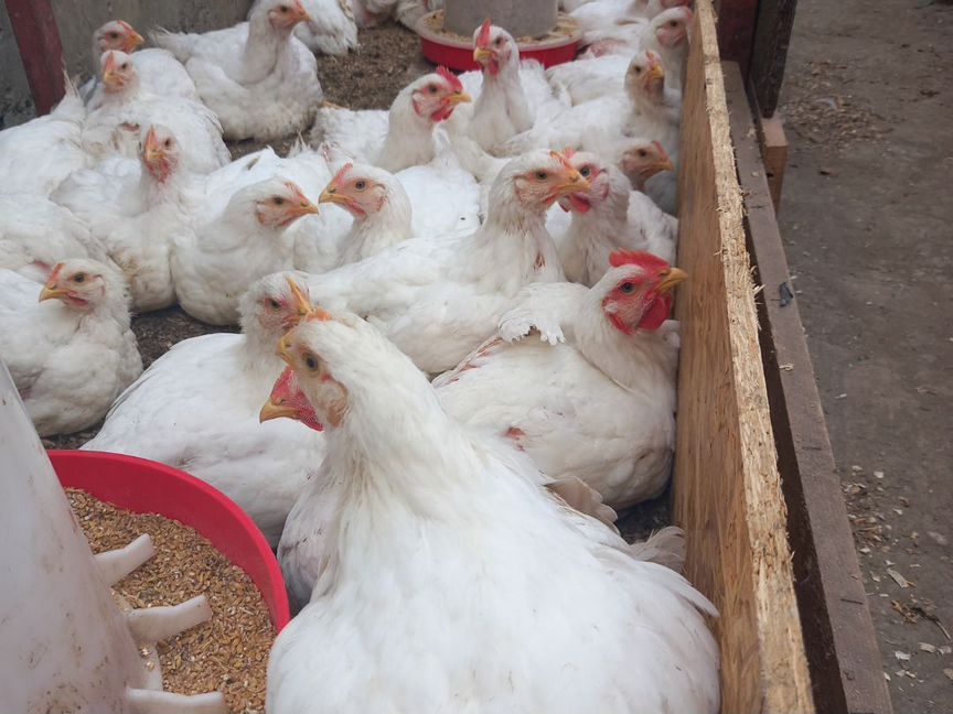 Домашний бролер живым весом и тушками