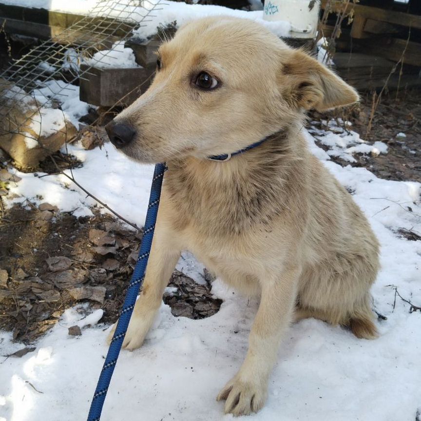 Маленькие собачки