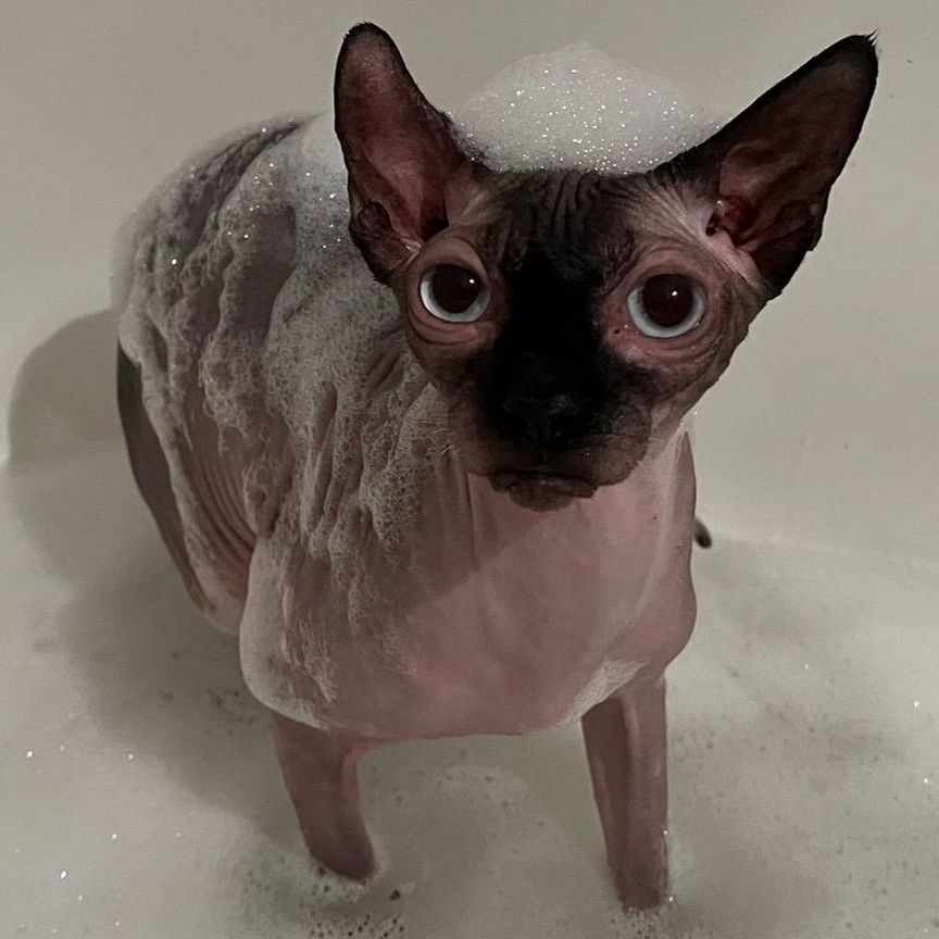 Канадский сфинкс котёнок