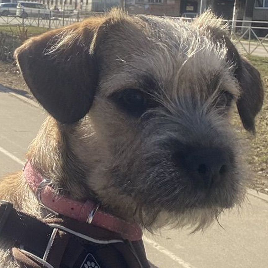 Ирландский терьер, щенок