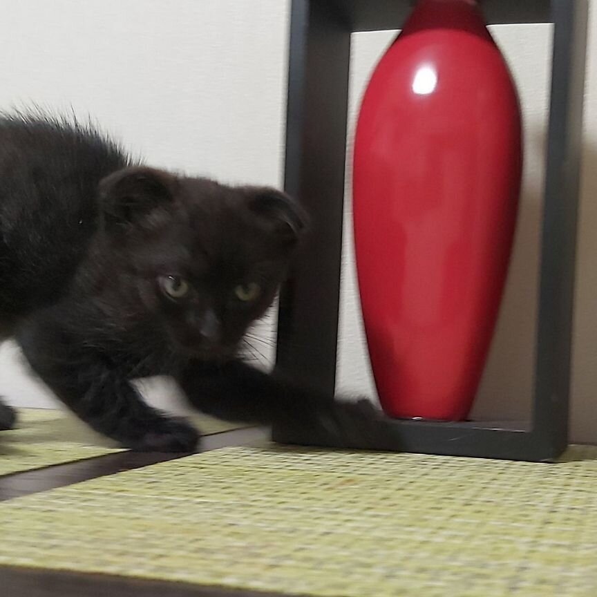 Котёнок британец вислоухий