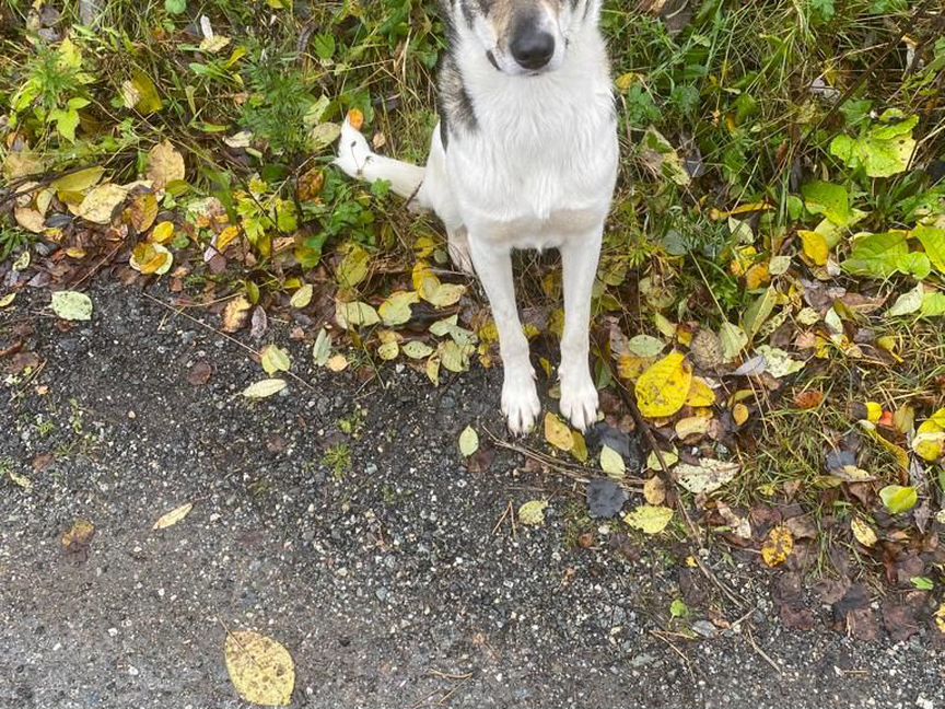 Джульку бросили в саду, помогите найти дом