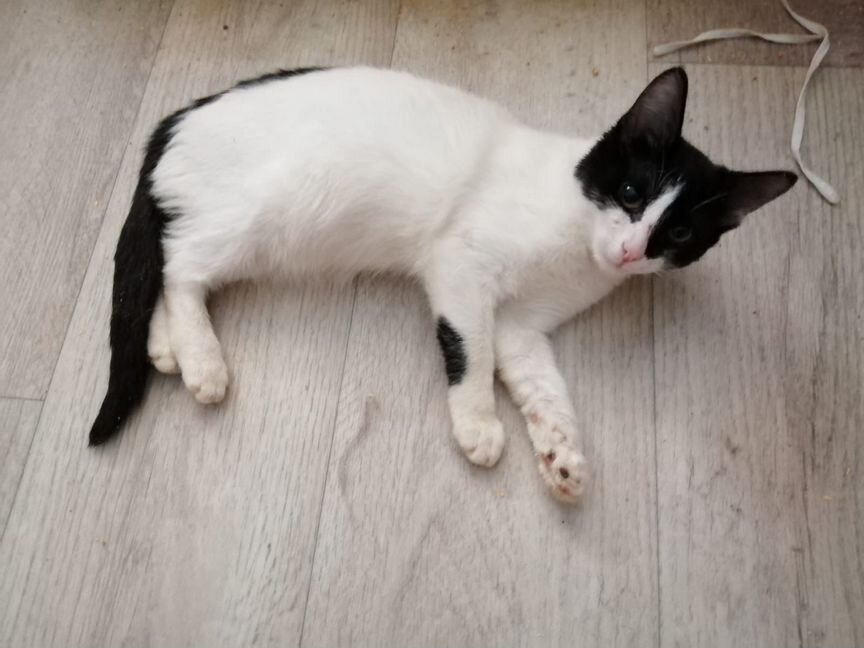 Супер ласковый котенок девочка в дар