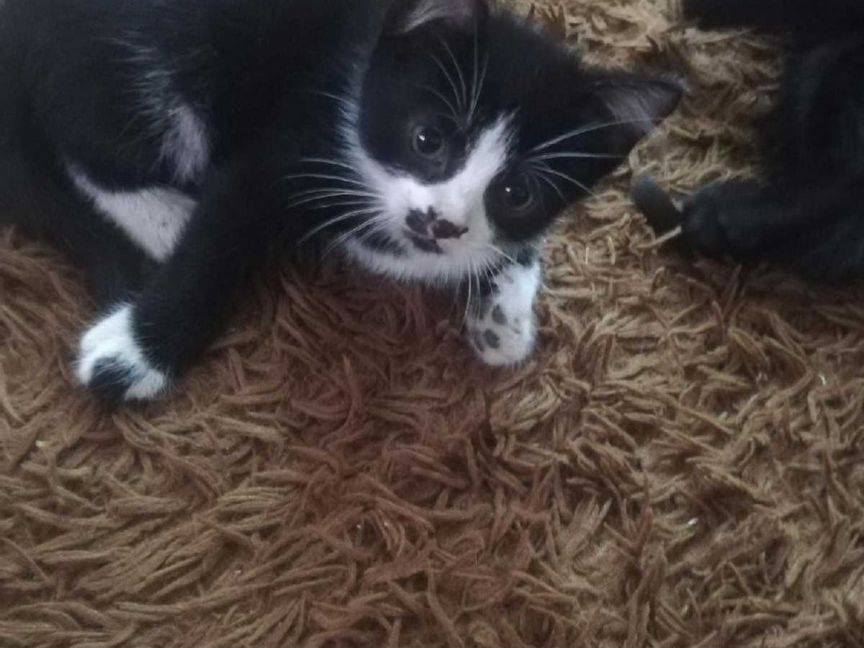 Кошка