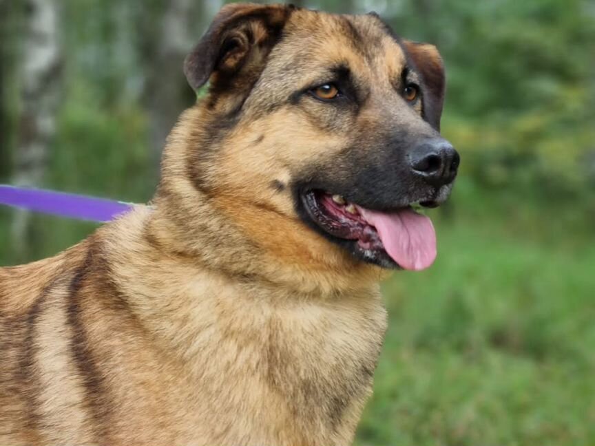 Молодой красавец Бурбон засиделся в приюте