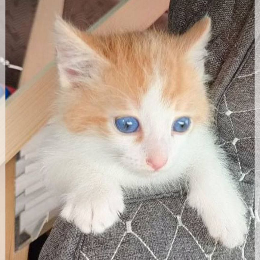 Котятки в добрые руки