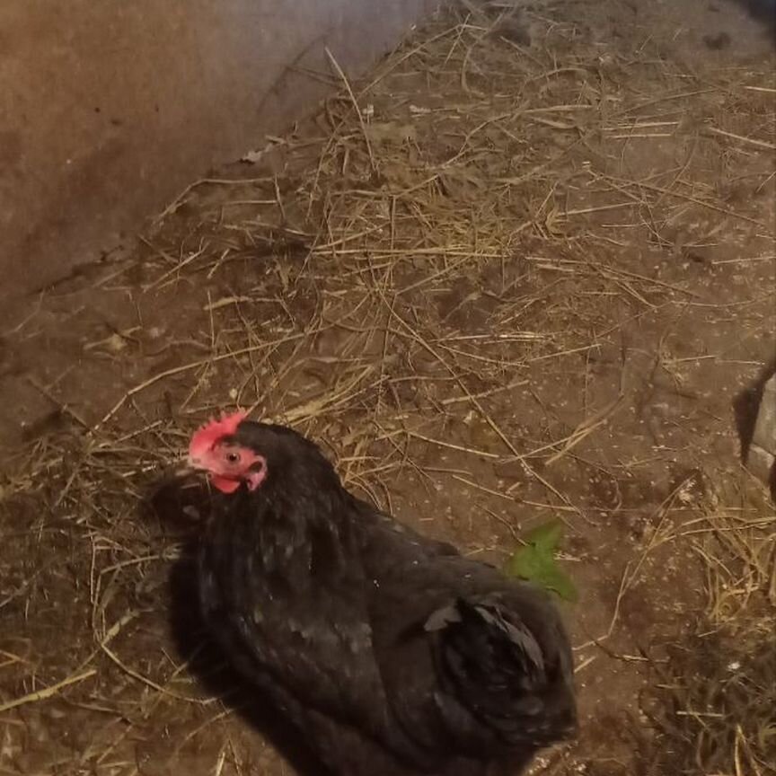 Курицы несушки