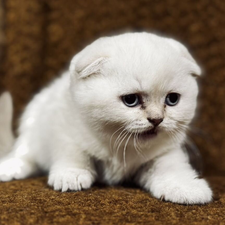 Шотландские котята