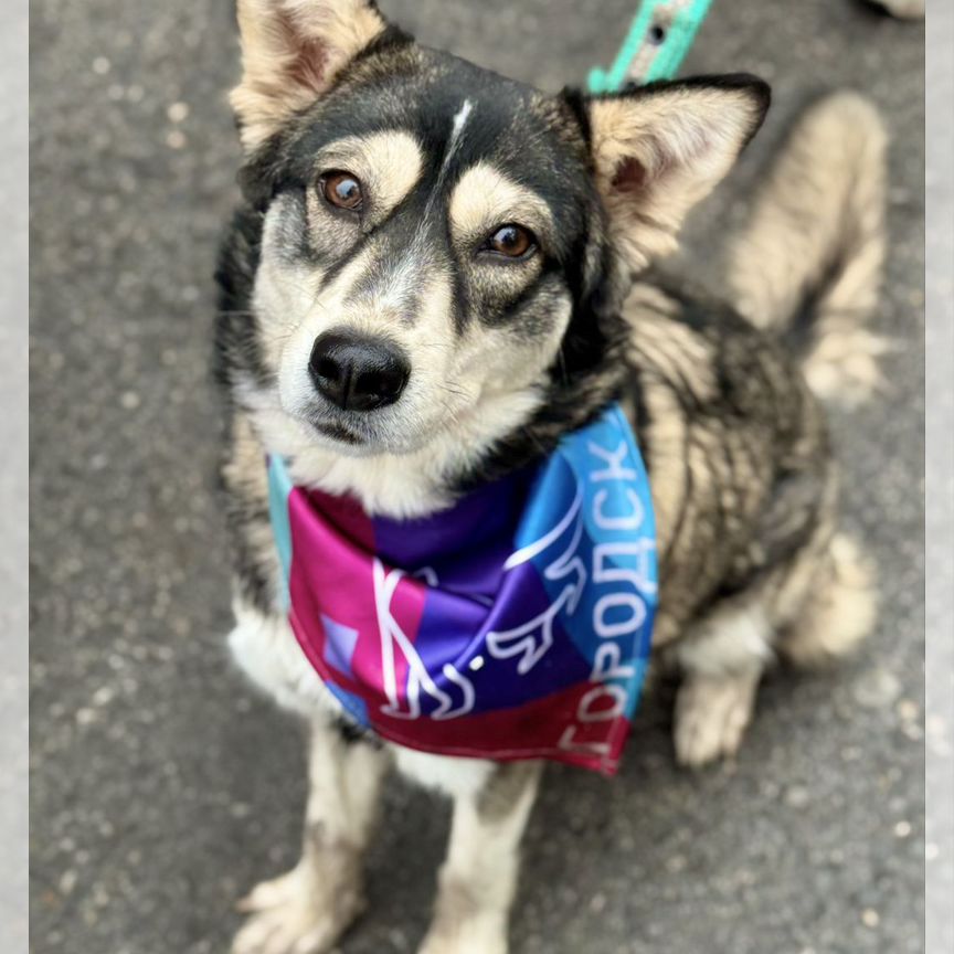 Ласка в добрые руки