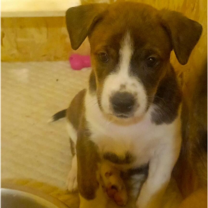 Американский стаффордширский терьер, щенок