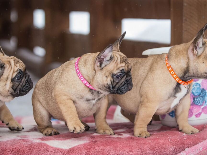 Щенки французского бульдога