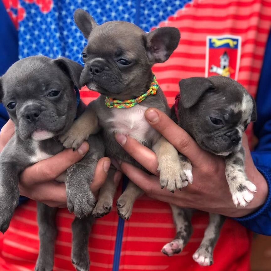 Французский бульдог мини