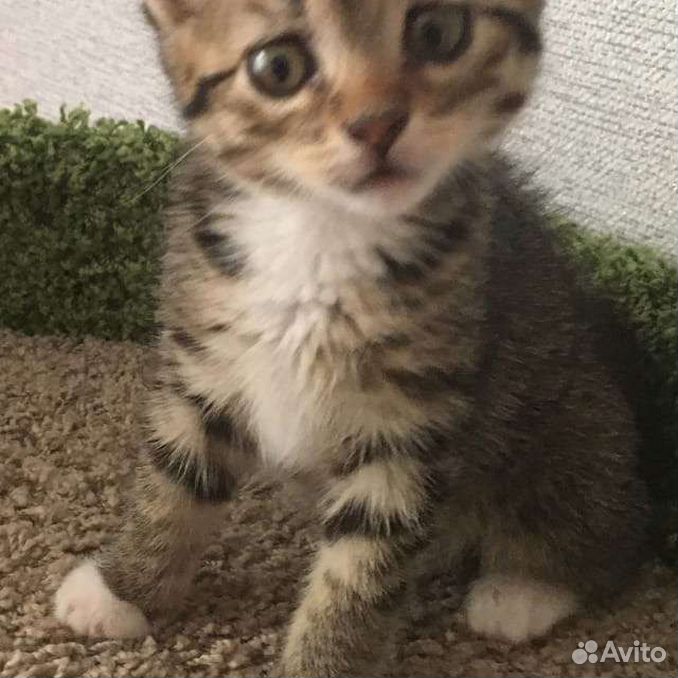 Котенок горошинка