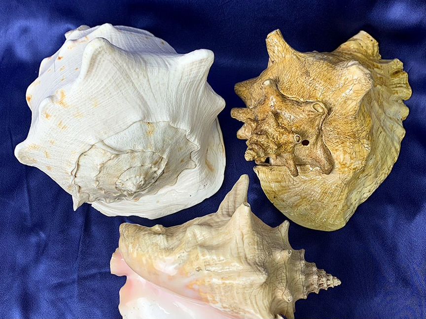 Морские ракушки раковины большие