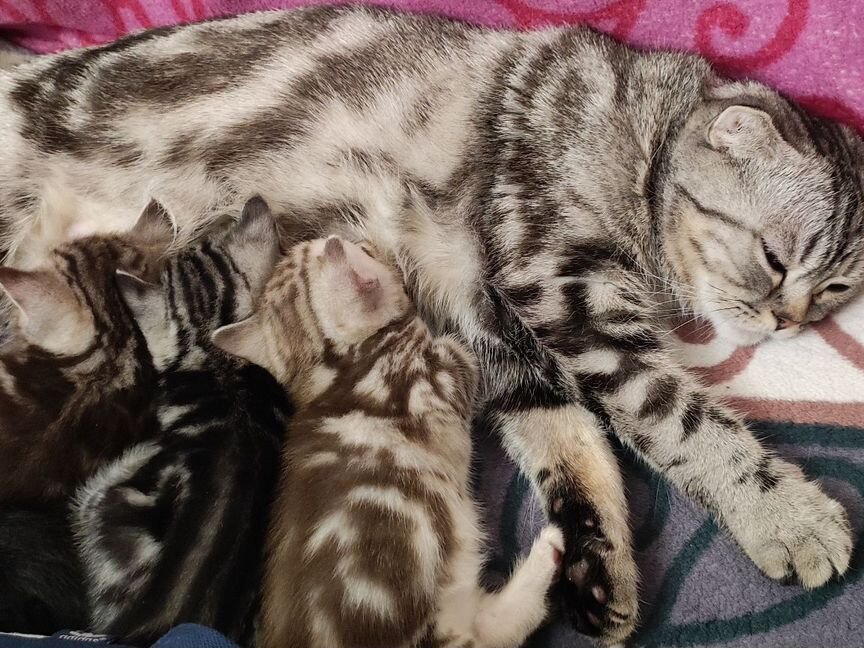 Котята в добрые руки