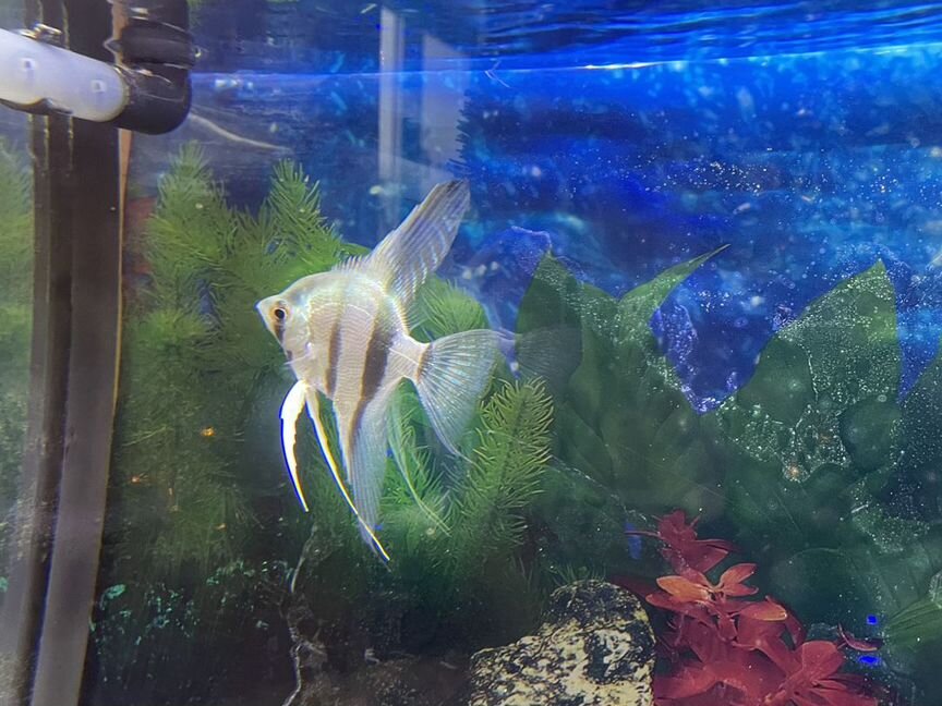 Скалярия Голубой ангел