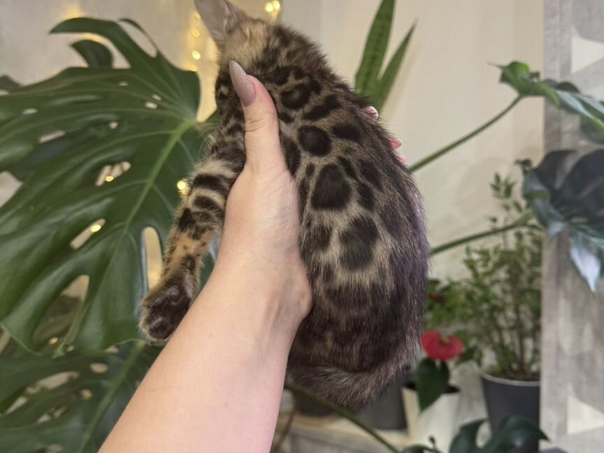 Бенгальские котята