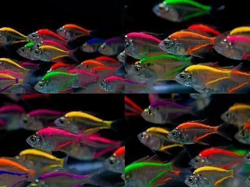 Окунь стеклянный окрашенный