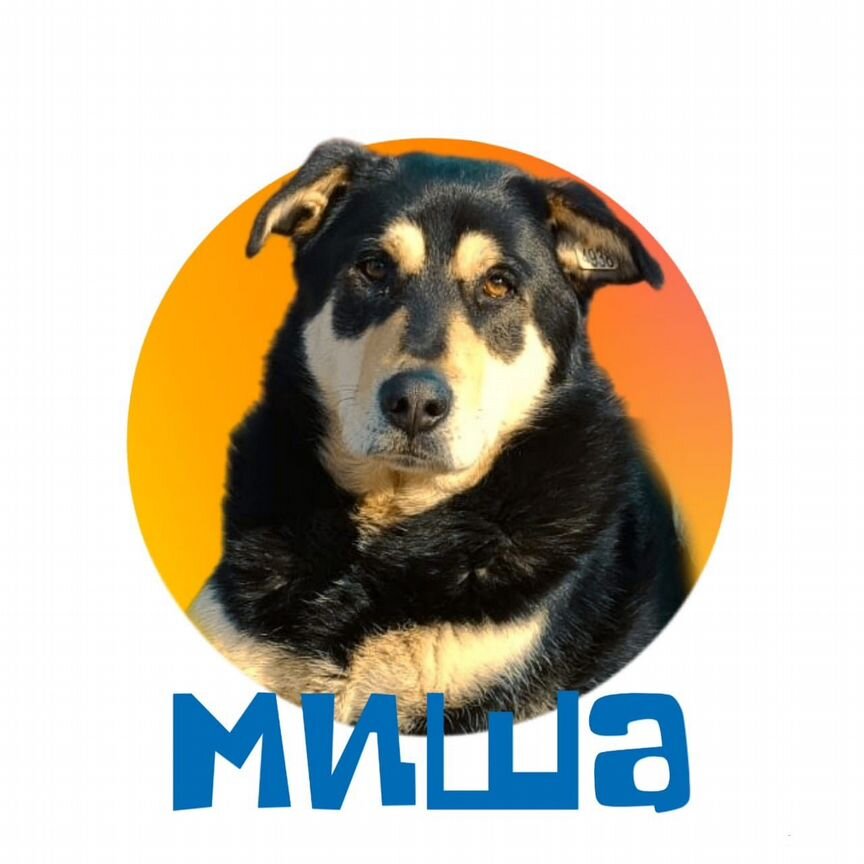 Миша собака