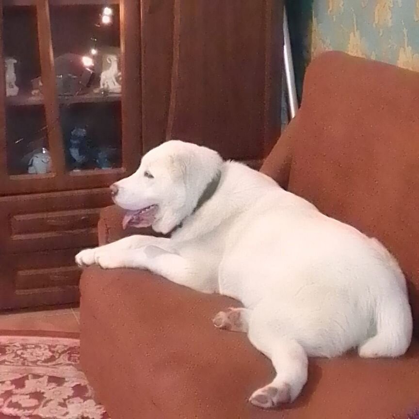 Продаются щенки алабая