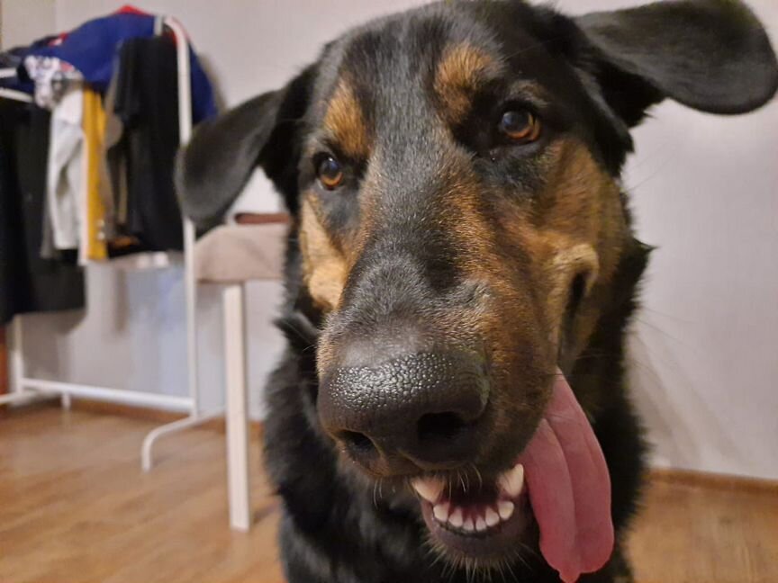 Чудо-собака в добрые руки