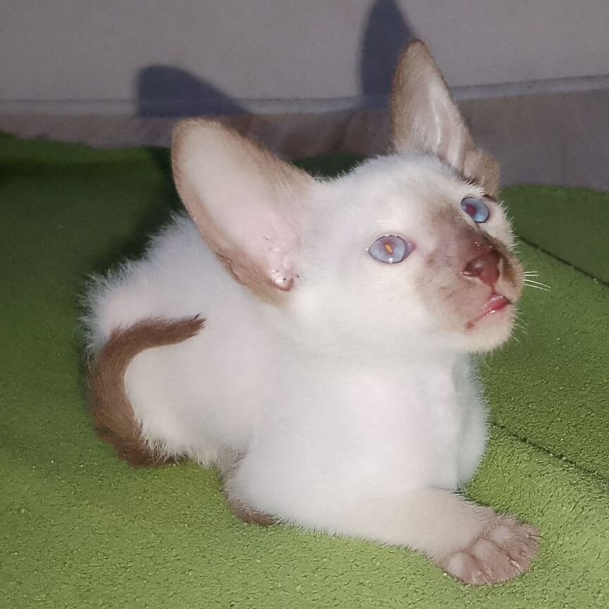 Ориентальный котёнок